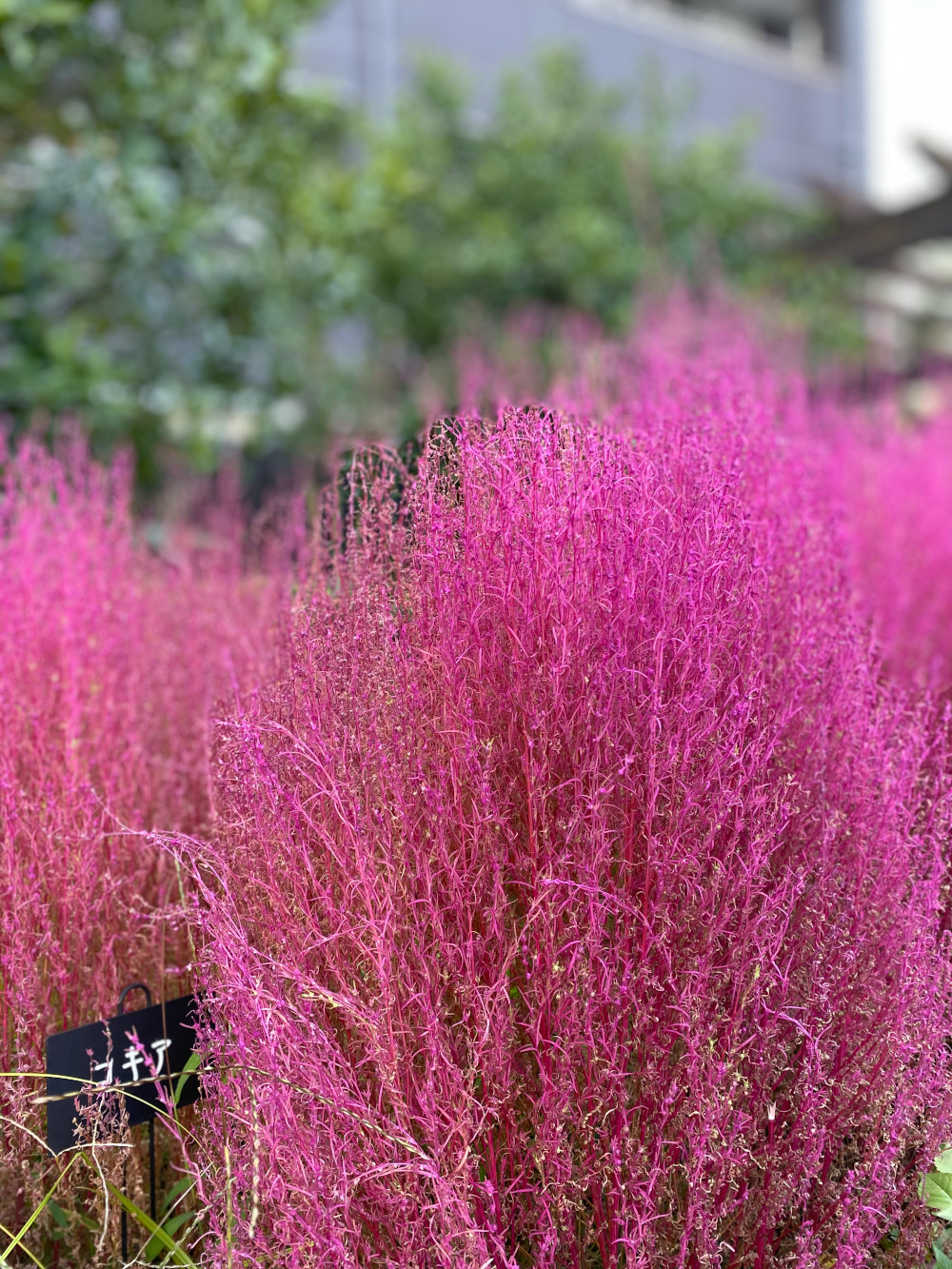 花2022秋02 | 柴崎 あすか@OKUTA ｜リフォーム・マンションリフォームならLOHAS studio（ロハススタジオ） presented by OKUTA（オクタ）